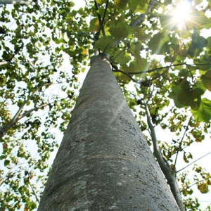 Balsa core materials and panels - Sky Composites